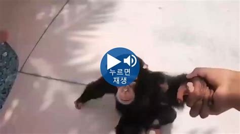 귀여운 원숭이 유머움짤이슈 에펨코리아