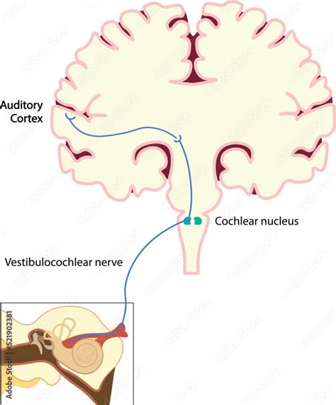 Auditory Pathway Illustration Cerebral And Cochlear Illustration Of