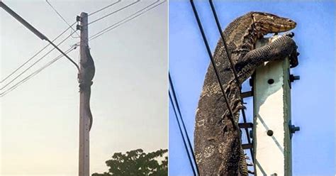 ตัวเงินตัวทองปีนเสาไฟจนถึงยอด จะออกไปแตะขอบฟ้า ทำสายไฟขาดเลย