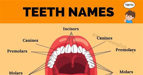 Teeth Names Your Teeth And The Structure Of Your Mouth Play