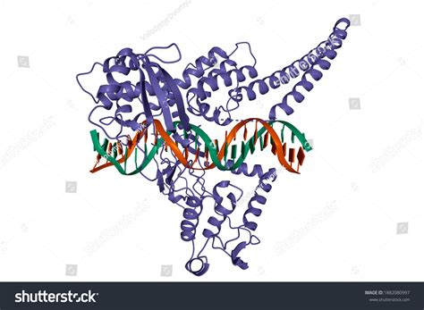 Structure Topoisomerase Dna Complex 3d Cartoon Stock Illustration