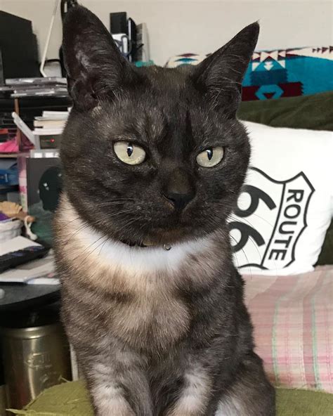 家に迎えたのは里親が決まらず残っていた一番不細工な子猫。可愛くないが「ブスさ加減がちょうどいい」画像4｜まいどなニュース