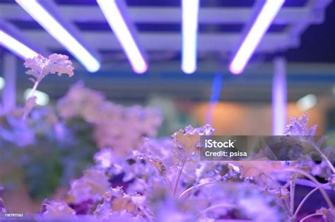 인공 Led 조명스마트 실내 농장에서 성장하는 식물 모종 및 재배를위한 식물 램프 0명에 대한 스톡 사진 및 기타 이미지 0