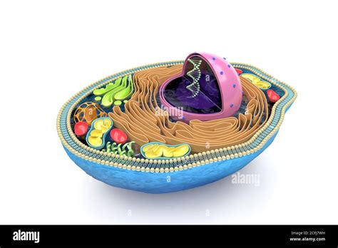 3d Rendering Of The Human Cell Cross Section Detailed Colorful Anatomy