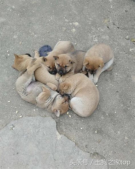 養中華田園犬被嘲笑，難道養寵物狗就能代表主流？ 每日頭條