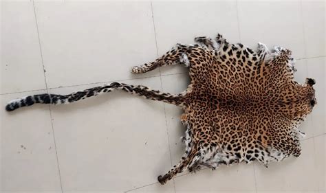 Leopard Skin Seized Man Arrested In Odishas Boudh