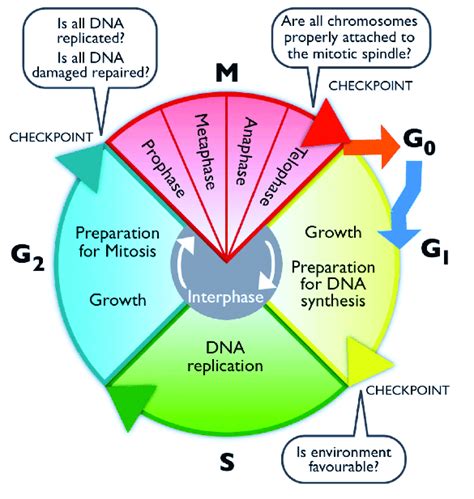 Checkpoints Of The Cell Cycle