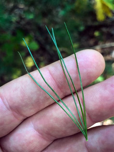 Pine Needle Tea The Sophisticated Caveman®