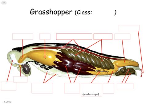 Grasshopper Diagram Anatomy Diagram Quizlet