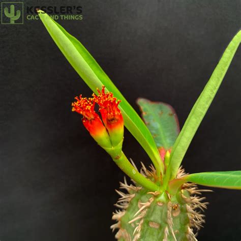 Euphorbia Viguieri 1 Gallon Kesslers Cacti