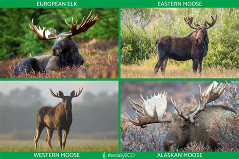 What Are The Different Types Of Moose Moose Subspecies Guide