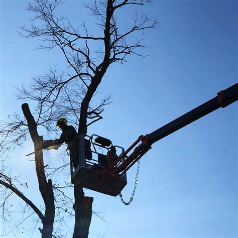 Tree Trimming And Pruning Your Tree Wise Men