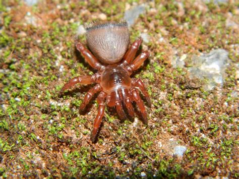 Trapdoor Spider Georgia