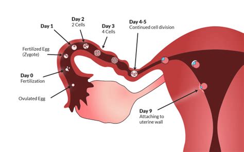 Human Egg Cell Diagram Labeled