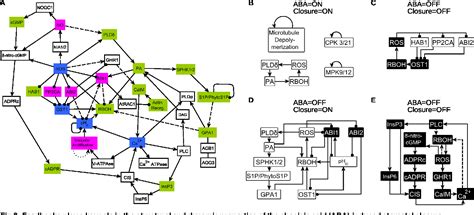 Figure 1 From A New Discrete Dynamic Model Of ABA Induced Stomatal