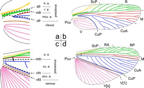 Diagram Of The Generalized Wing Venation Of Cockroaches Blattodea