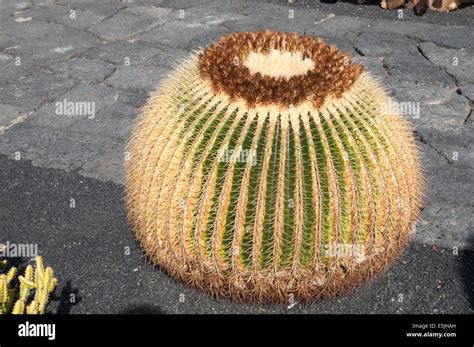 Barrel Cactus Jardin De Cactus Lanzarote Canary Islands Spain Stock