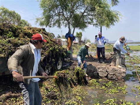Lirio acuático la planta invasora que pone en riesgo los lagos de México