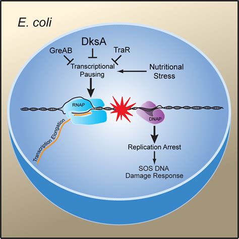 The Transcription Factor Dksa Prevents Conflicts Between Dna