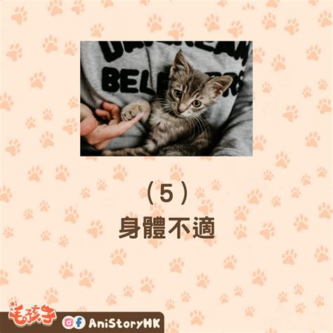 貓貓冷知識｜貓咪咬人的5大原因及前兆 有機會是身體不適的警號 寵物交流區 公仔箱論壇 Powered By Discuz