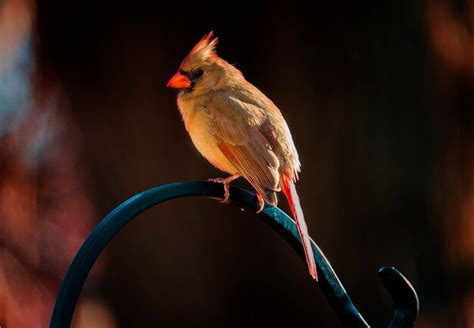 In The Evening Glow Premium Photo