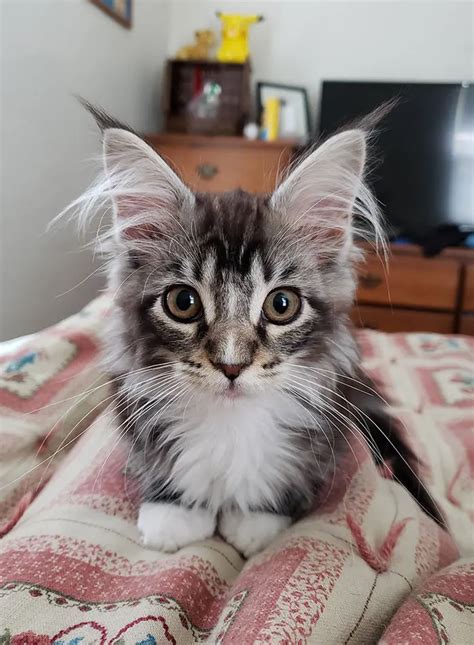 50 Cute Maine Coon Kittens That Are Future Giants In The Making