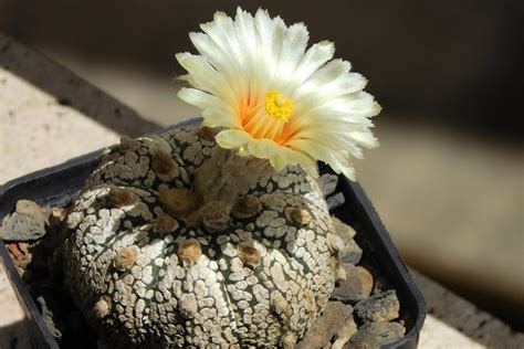 Astrophytum Super Kabuto Characteristics And Care Succulent Alley