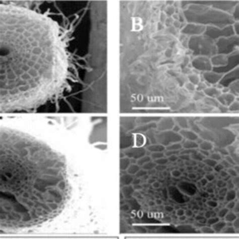 Scanning Electron Micrographs Zeiss Ultra 55 Sem Of Rice Root Tips