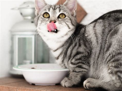 Top 5 des meilleures fontaines à eau pour chat