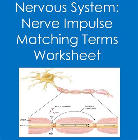 Nervous System Nerve Impulse Matching Terms Physiology Ap Biology Made By Teachers