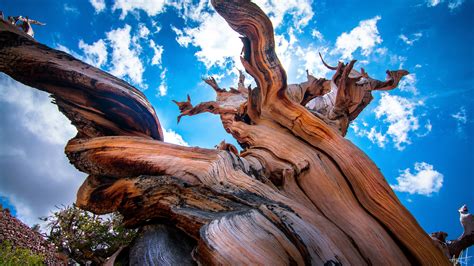 William Holladay Design