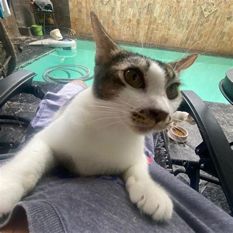 Chipi Chipi Chapa Chapa Cat Cats Shioushop Shioumeow