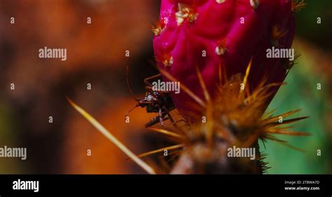 Cactus Bug With An Expressive Demeanor Explores A Flowering Prickly