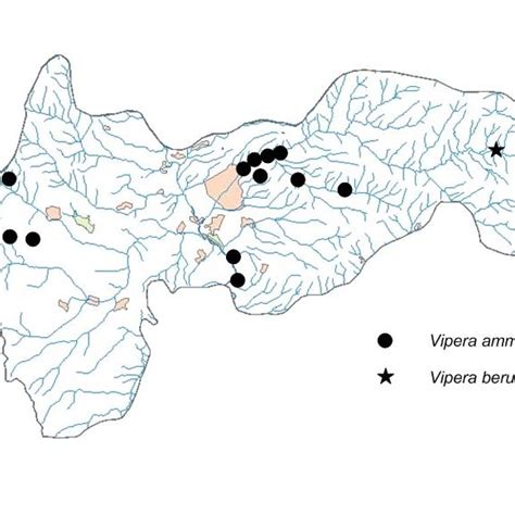 Distribution Of Vipera Ammodytes And Vipera Berus In The Territory Of Download Scientific