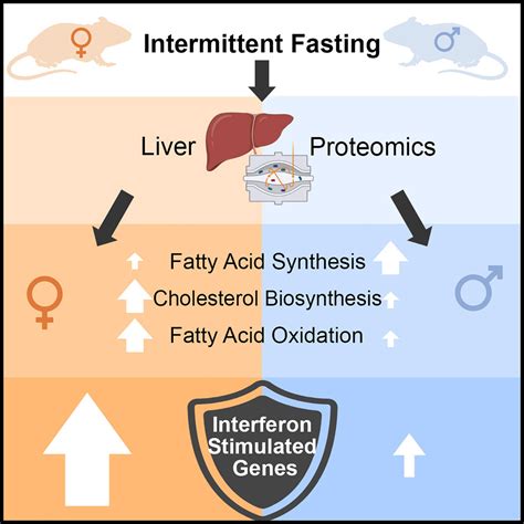 Dietary Restriction Induces A Sexually Dimorphic Type I Interferon Response In Mice With Gene