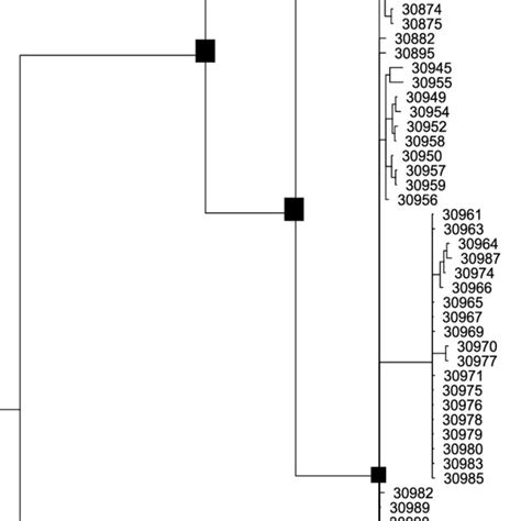 bayesian inference bi of the phylogenetic tree based on conjposterior