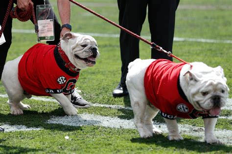 Uga Xi A Puppy Named Boom Was Introduced At The Georgia Spring Game