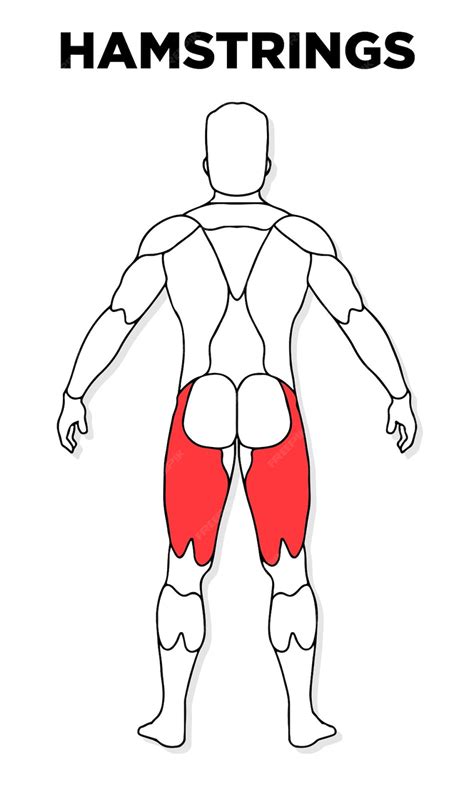 Vecteur De Modèle Danatomie Masculine De Muscle Ischio Jambier Humain