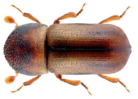 Trypodendron Lineatum 2