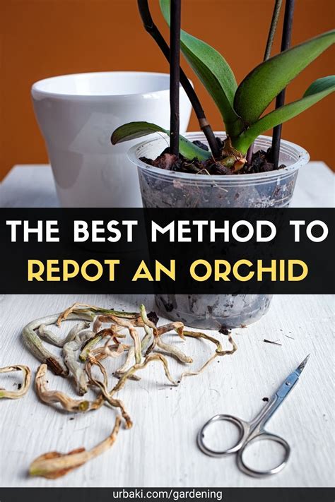 Learn The Best Way To Transplant An Orchid Artofit
