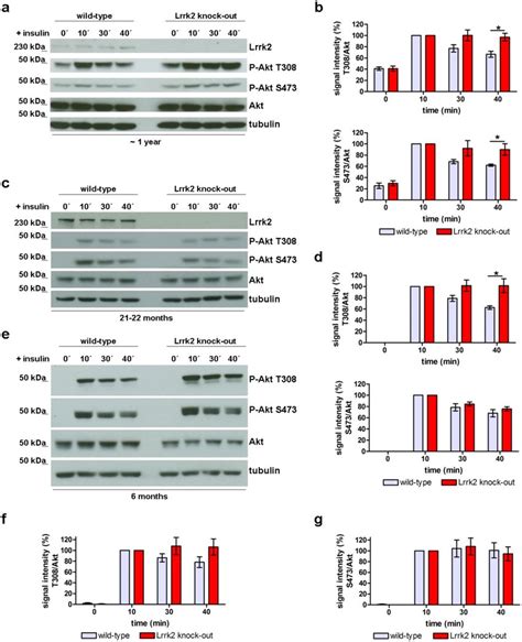 Akt Phosphorylation