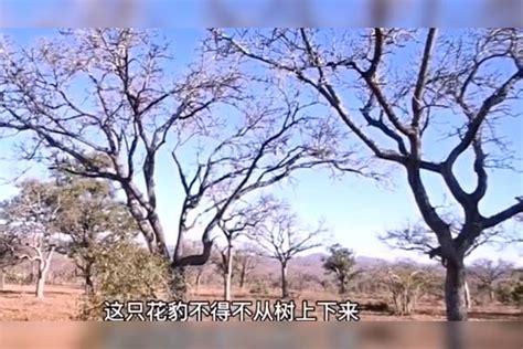 花豹上树捕捉狒狒，但是危险极大，他会尝试吗狒狒上树