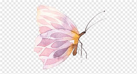 나비 수채화 그림 핑크 나비 곤충 색깔 나방 Png Pngwing