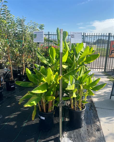 Cpp Nursery At Kellogg Ranch Cppnursery • Instagram Photos And Videos