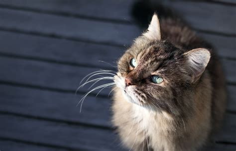 Lees Alles Over Een Ontstoken Oog Bij De Kat Dier En Zorg Gids