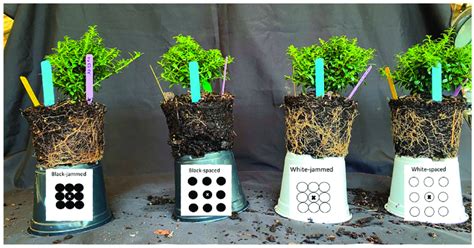 Example Of Root Coverage Viewing South Quadrant For Each Treatment