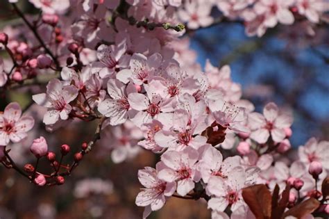 Blutpflaume Nigra Prunus Cerasifera Nigra CAC Auf Stamm