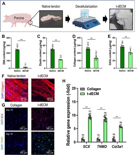 A Schematics Showing The Procedure To Obtain T Decm Sponge Derived Download Scientific