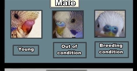 Budgerigar Sexing Birdszaq