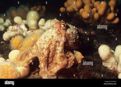 Octopus Or Curled Octopus Sitting On The Sea Bed Underwater Off St Abbs Scotland Stock Photo